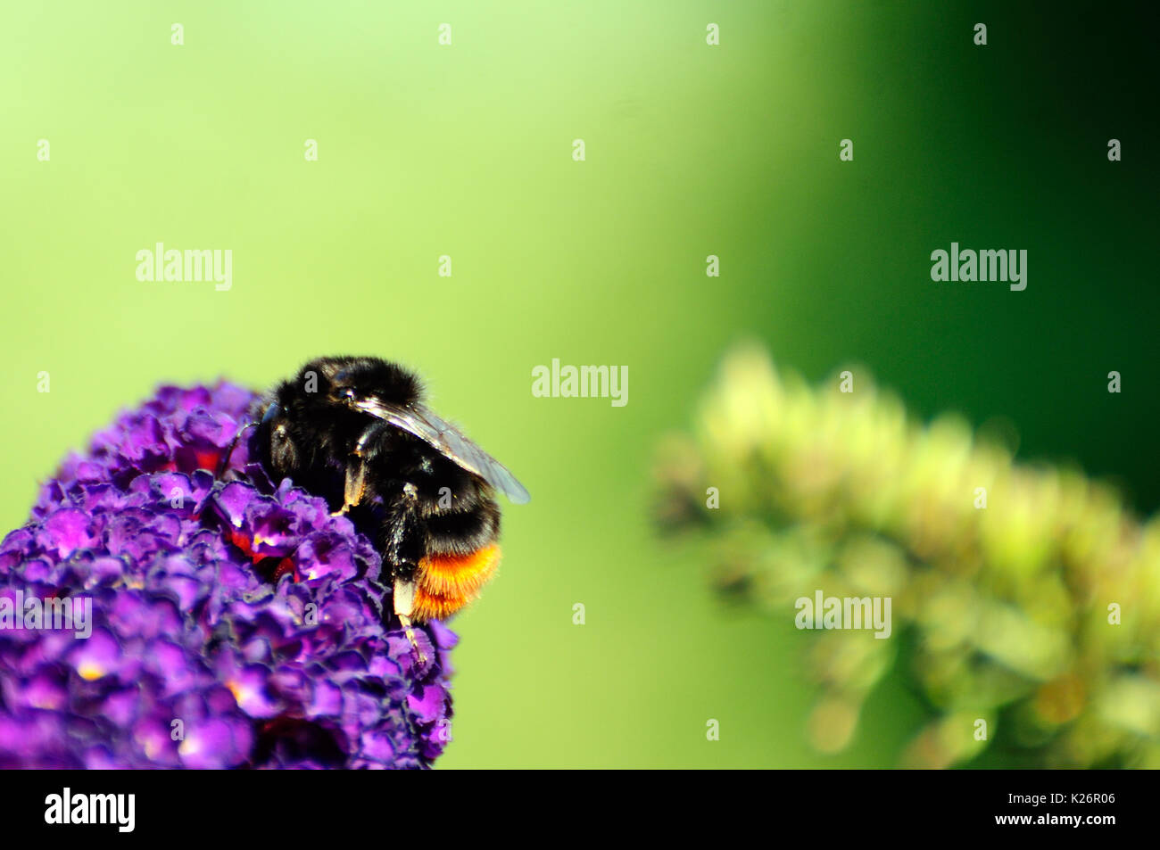 Bee on a Buddleia flower Stock Photo - Alamy