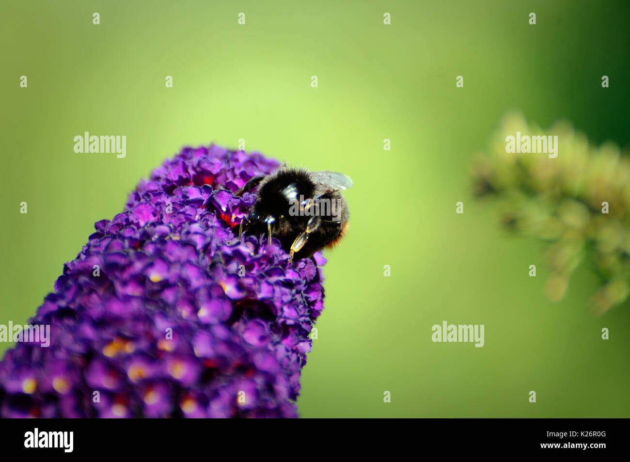 Bee on a Buddleia flower Stock Photo - Alamy