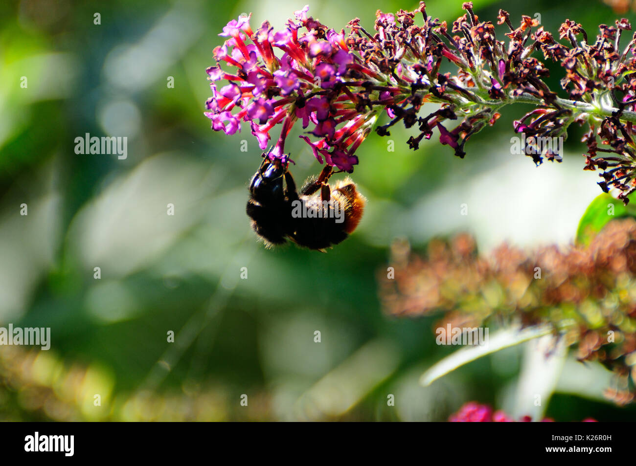 Bee on a Buddleia flower Stock Photo - Alamy
