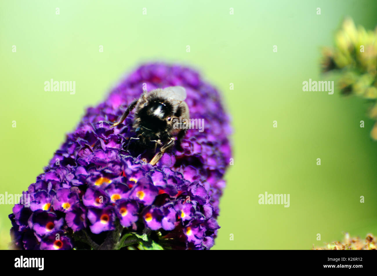 Bee on a Buddleia flower Stock Photo - Alamy