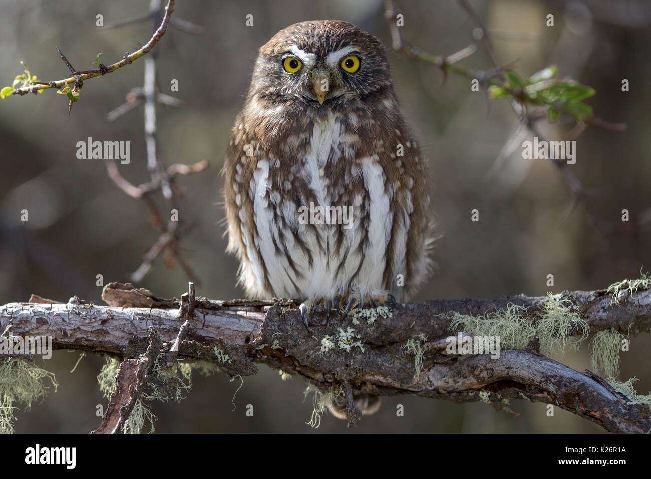 Austral Pygmy-Owl Glaucidium nanum Valle Chacabuco Patagonia Park Chile ...