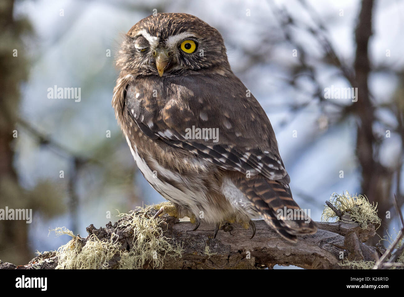 Austral Pygmy-Owl Glaucidium nanum winking Valle Chacabuco Patagonia ...