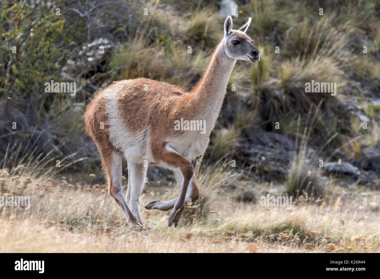Guanaco running Valle Chacabuco Patagonia Park Chile Stock Photo - Alamy