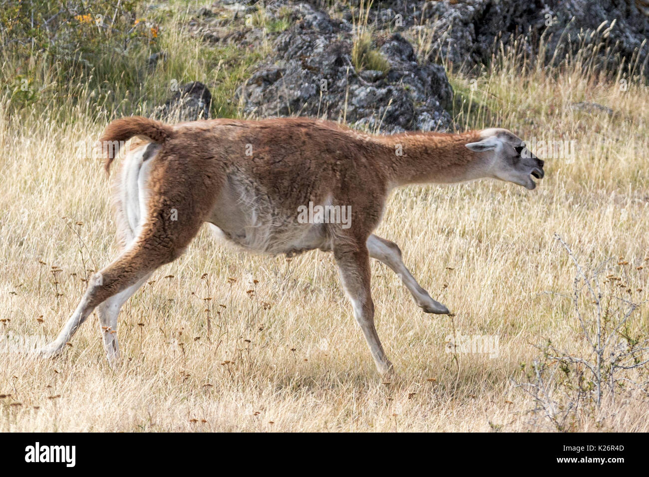 Guanaco being aggressive Valle Chacabuco Patagonia Park Chile Stock ...
