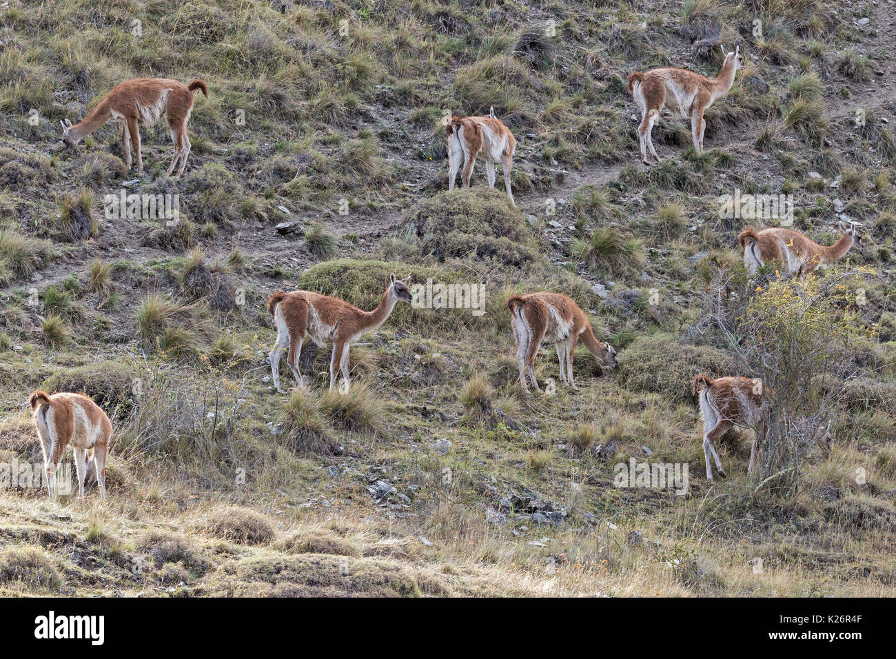 Valle chacabuco hi-res stock photography and images - Alamy