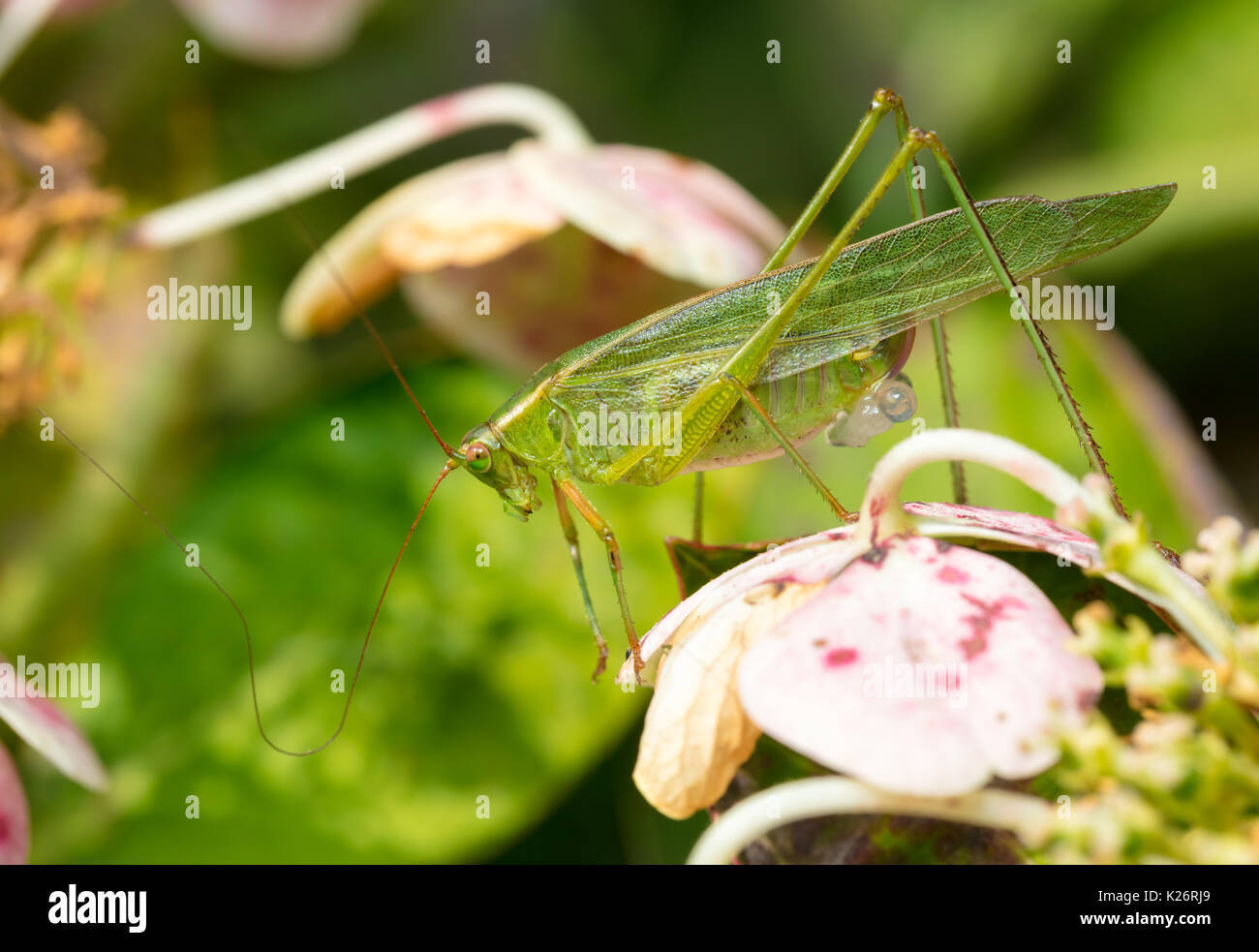 Grasshopper laying eggs Stock Photo - Alamy