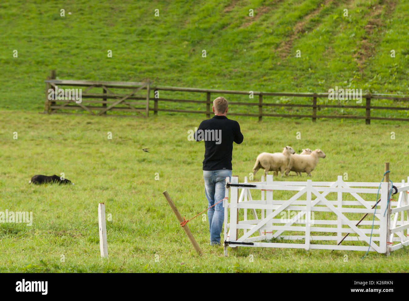 A farmer and his Welsh Border Collie competing in the annual Ceiriog ...