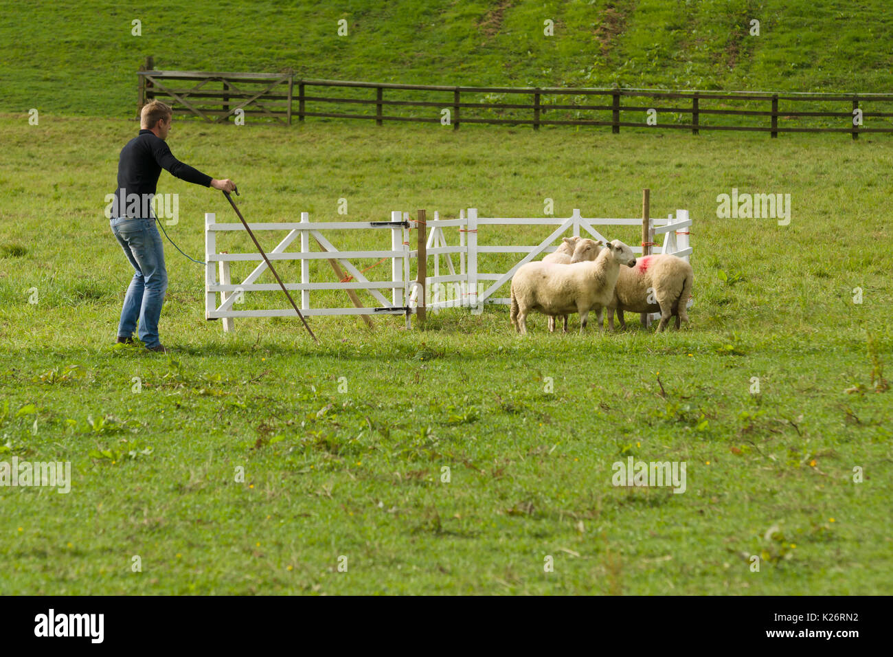 A farmer competing in the annual Ceiriog Valley Sheep Dog Trials in ...