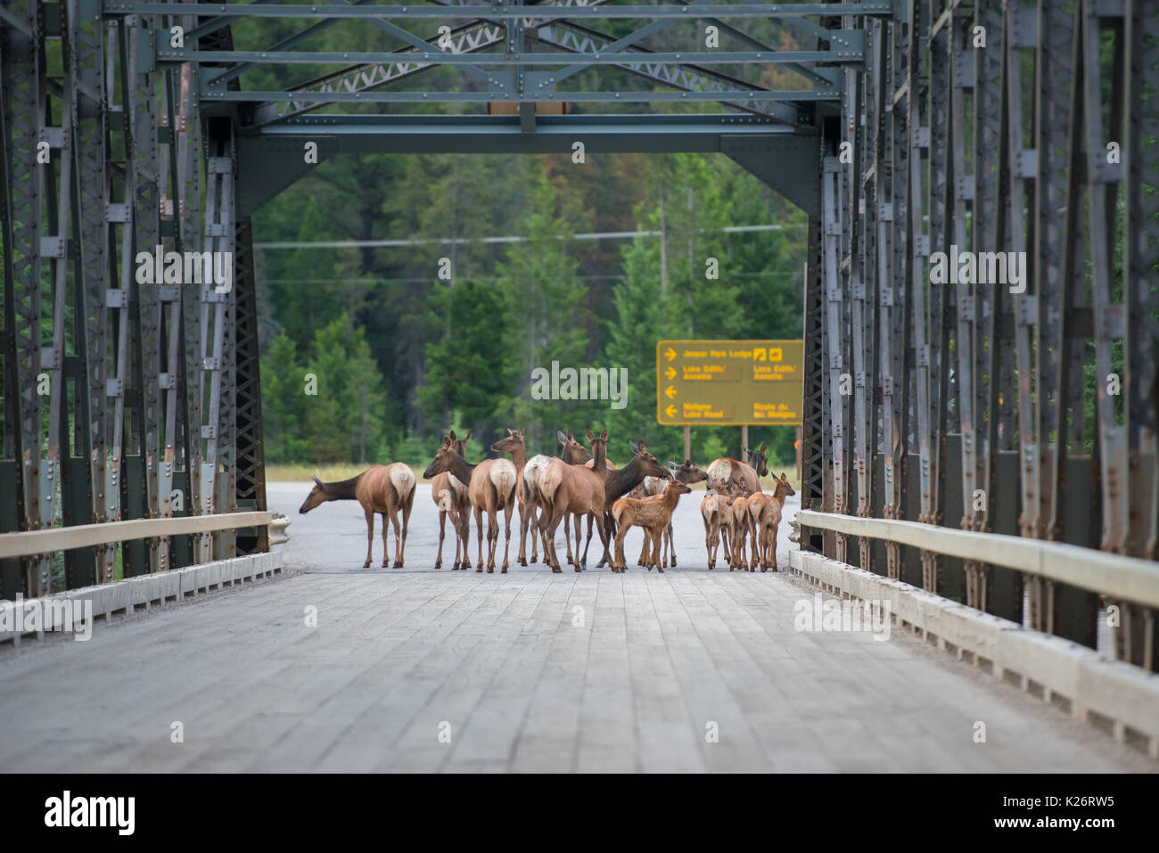 Elk on a bridge Stock Photo - Alamy