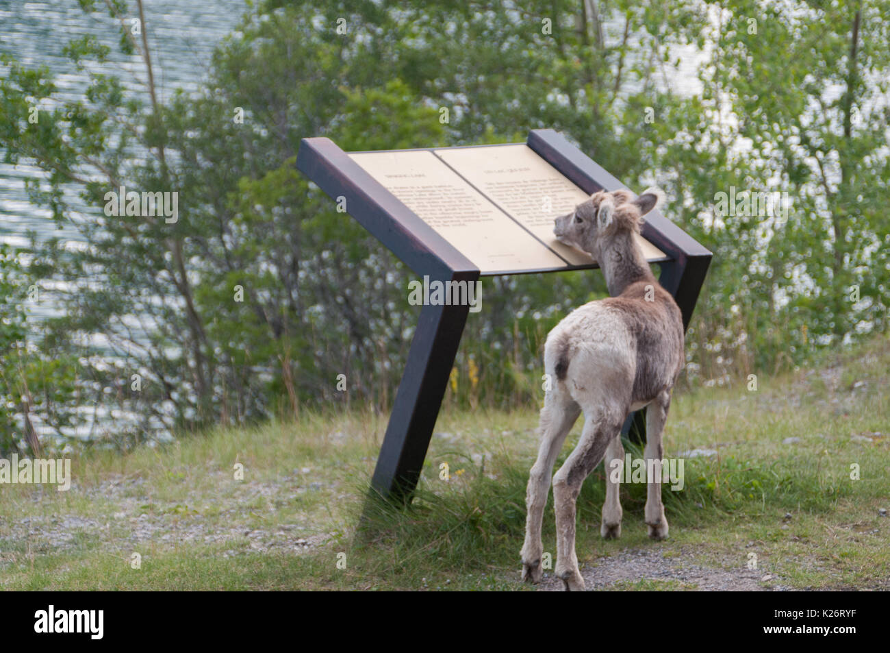 Bighorn Lamb Reading Stock Photo - Alamy