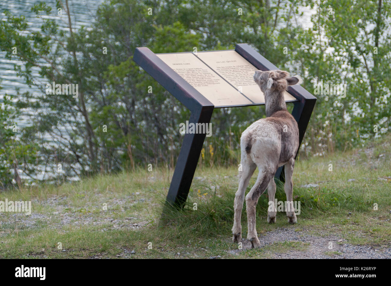Bighorn Lamb Reading Stock Photo - Alamy