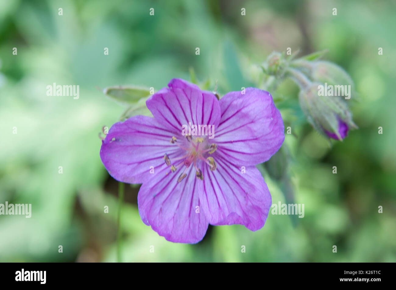 Wildflowers of Yellowstone Stock Photo - Alamy