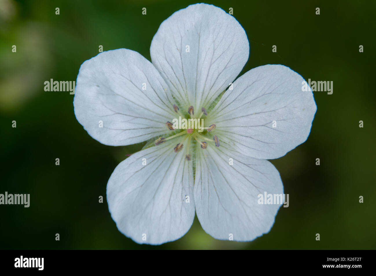Wildflowers of Yellowstone Stock Photo - Alamy