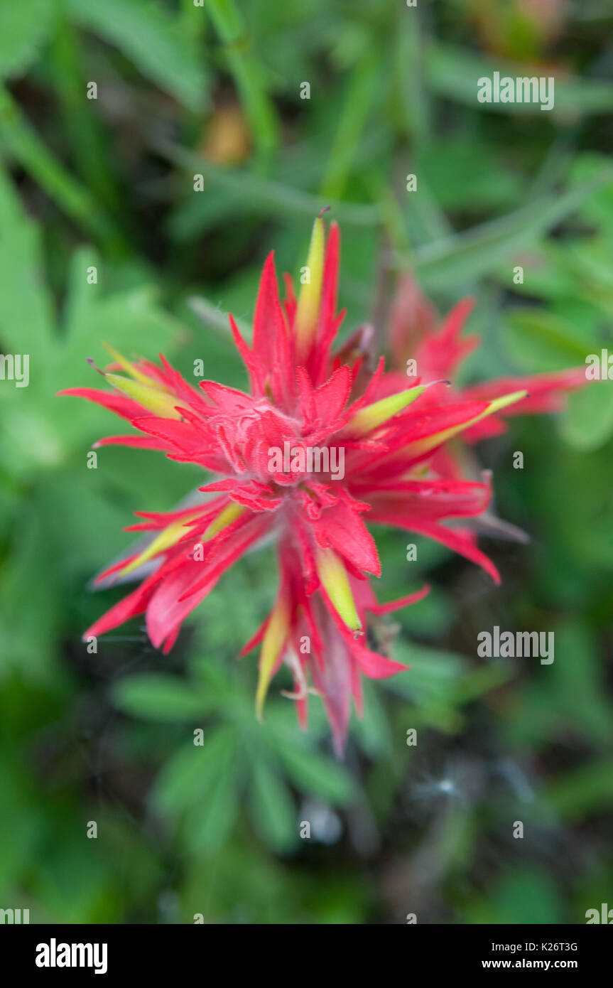 Indian paintbrush yellowstone hi-res stock photography and images - Alamy