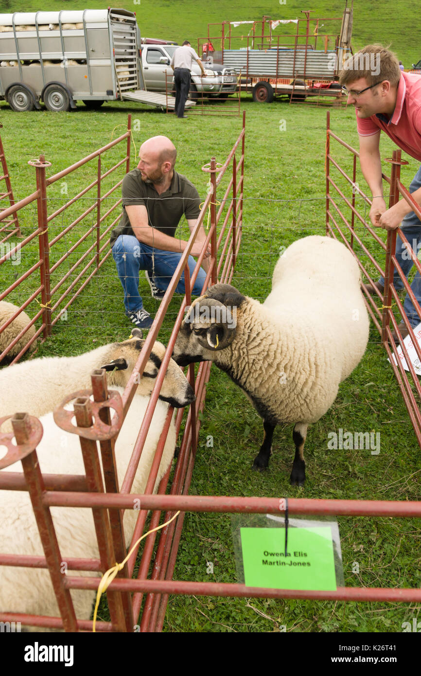 Farmers and their prize sheep competing in the annual Ceiriog Valley ...