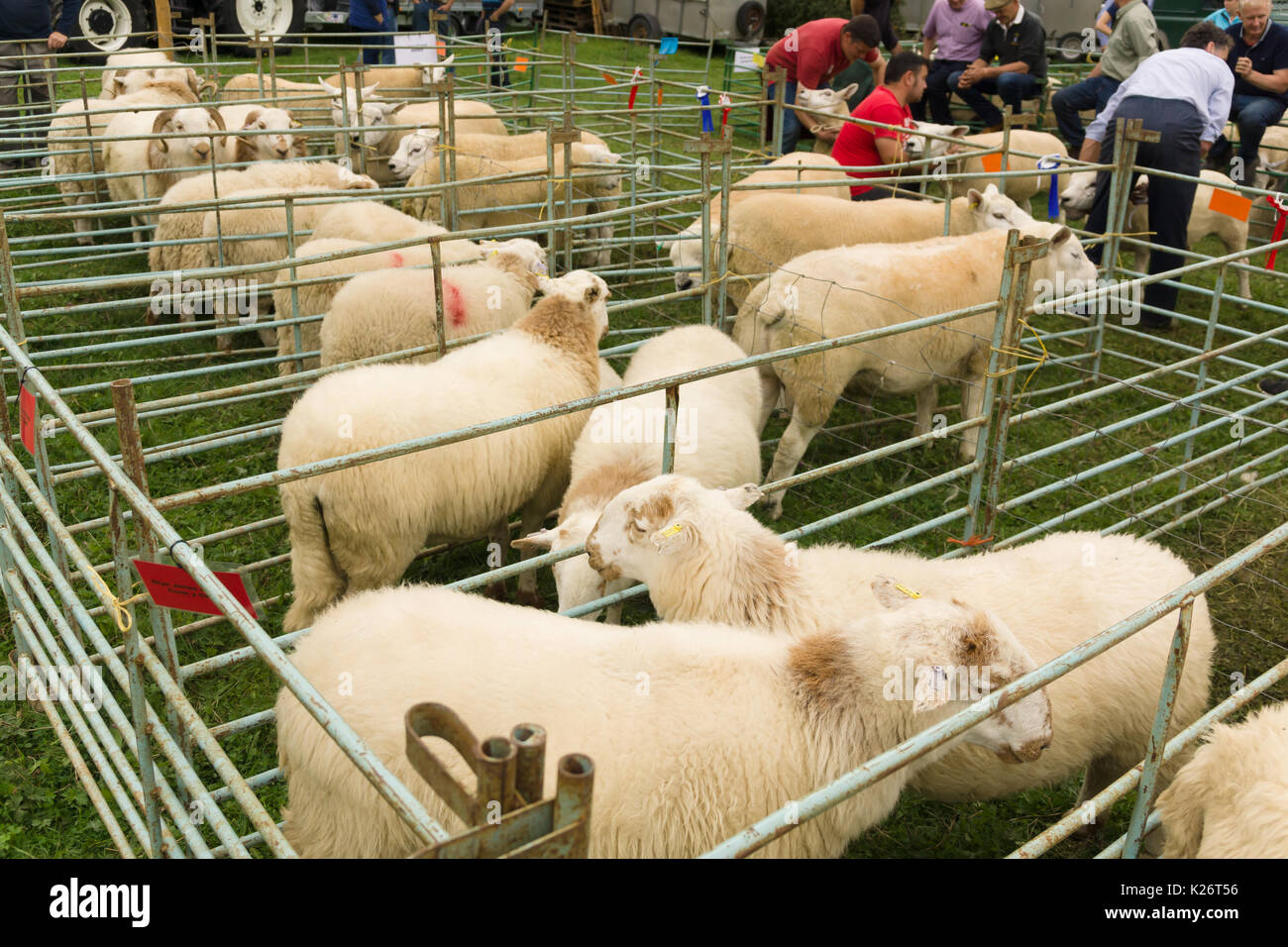 Farmers and their prize sheep competing in the annual Ceiriog Valley ...