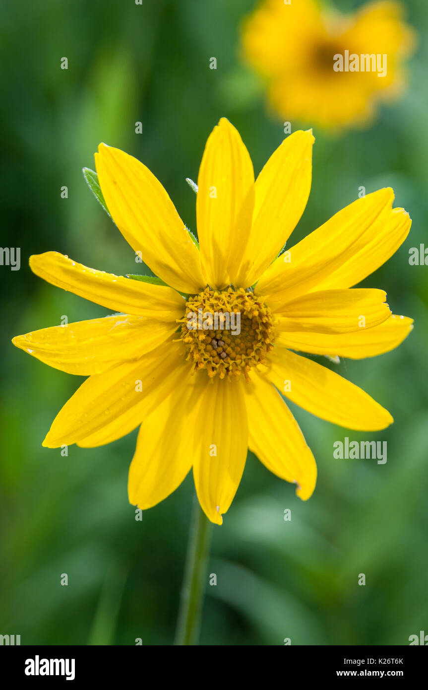 Wildflowers of Yellowstone Stock Photo - Alamy