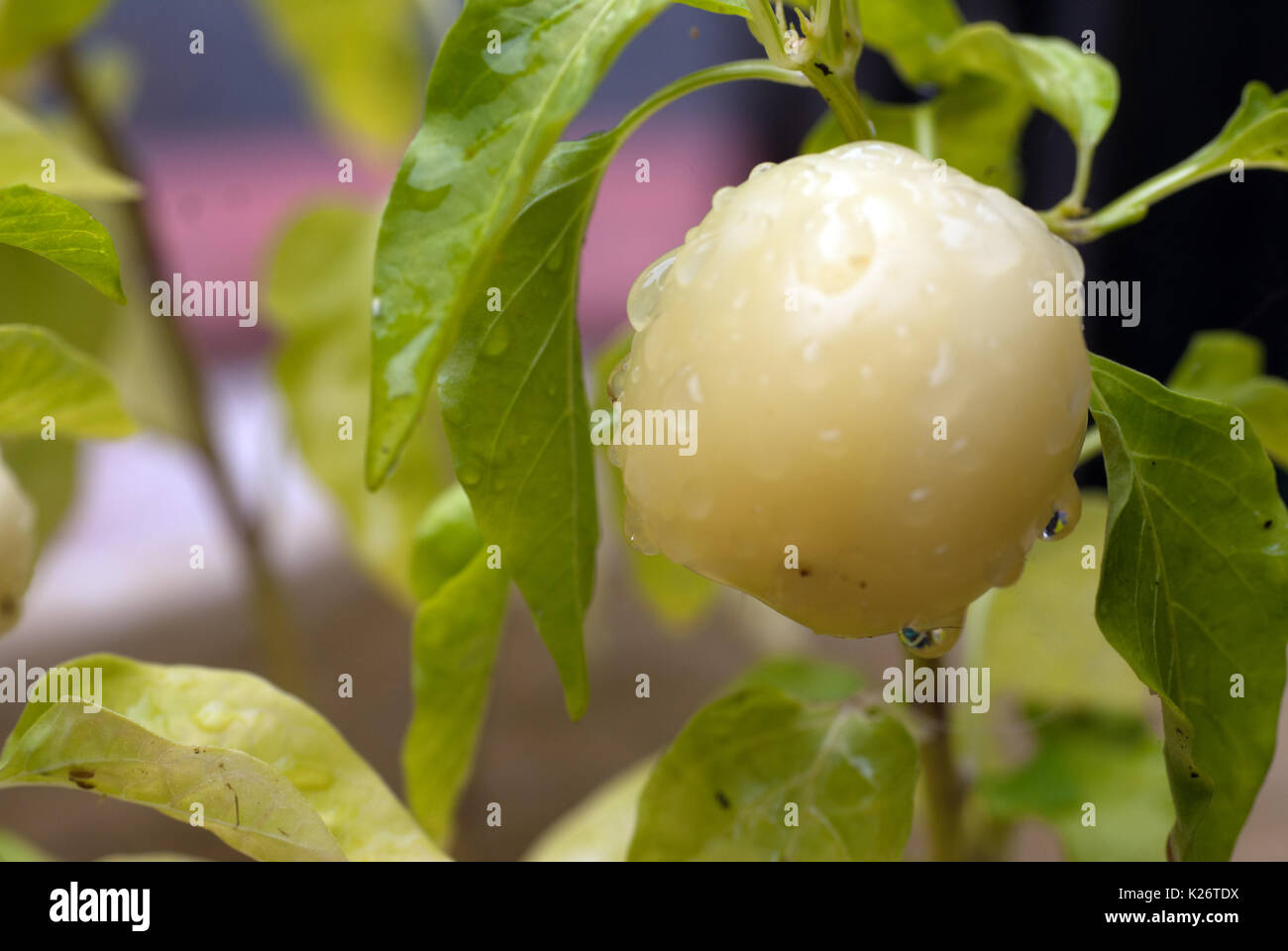 Water droplets on Thai dragon peppers after the rainn Stock Photo - Alamy