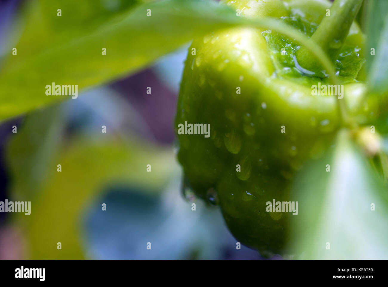 Water droplets on green bell peppers after the rain Stock Photo - Alamy