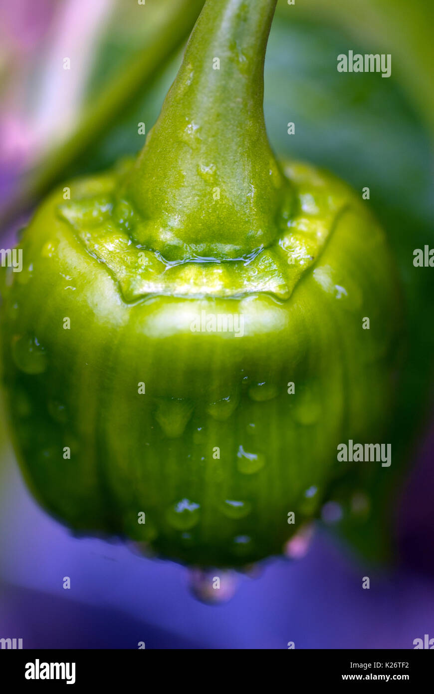 Water droplets on green bell peppers after the rain Stock Photo - Alamy