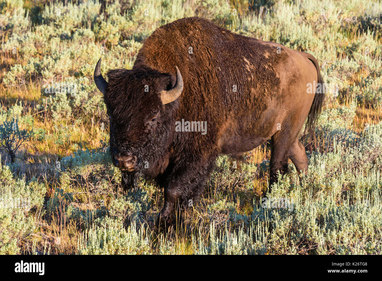 American Bison A.K.A. Buffalo walking in the prairie in Yellowstone ...