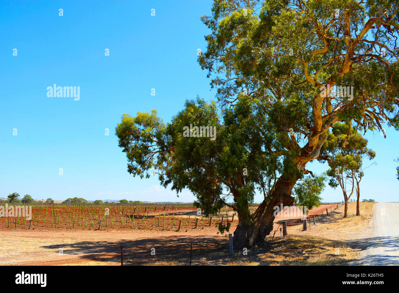 Large gum tree overlooking rows of grape vines, Barossa Valley ...
