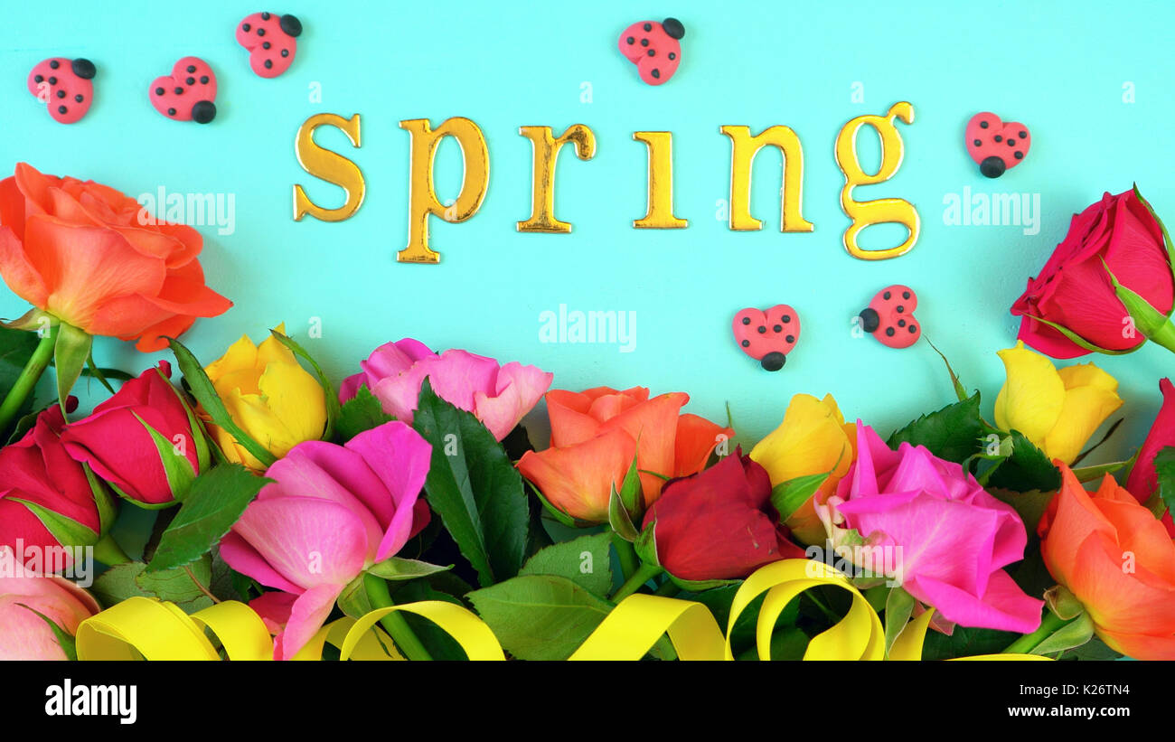 Springtime ovehead with fresh colorful Spring roses on an aqua blue ...