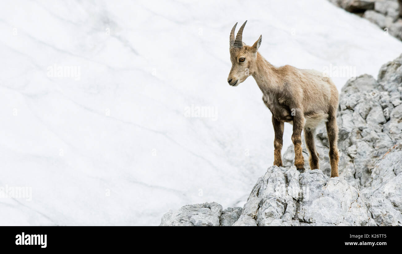 Animal alps hi-res stock photography and images - Alamy