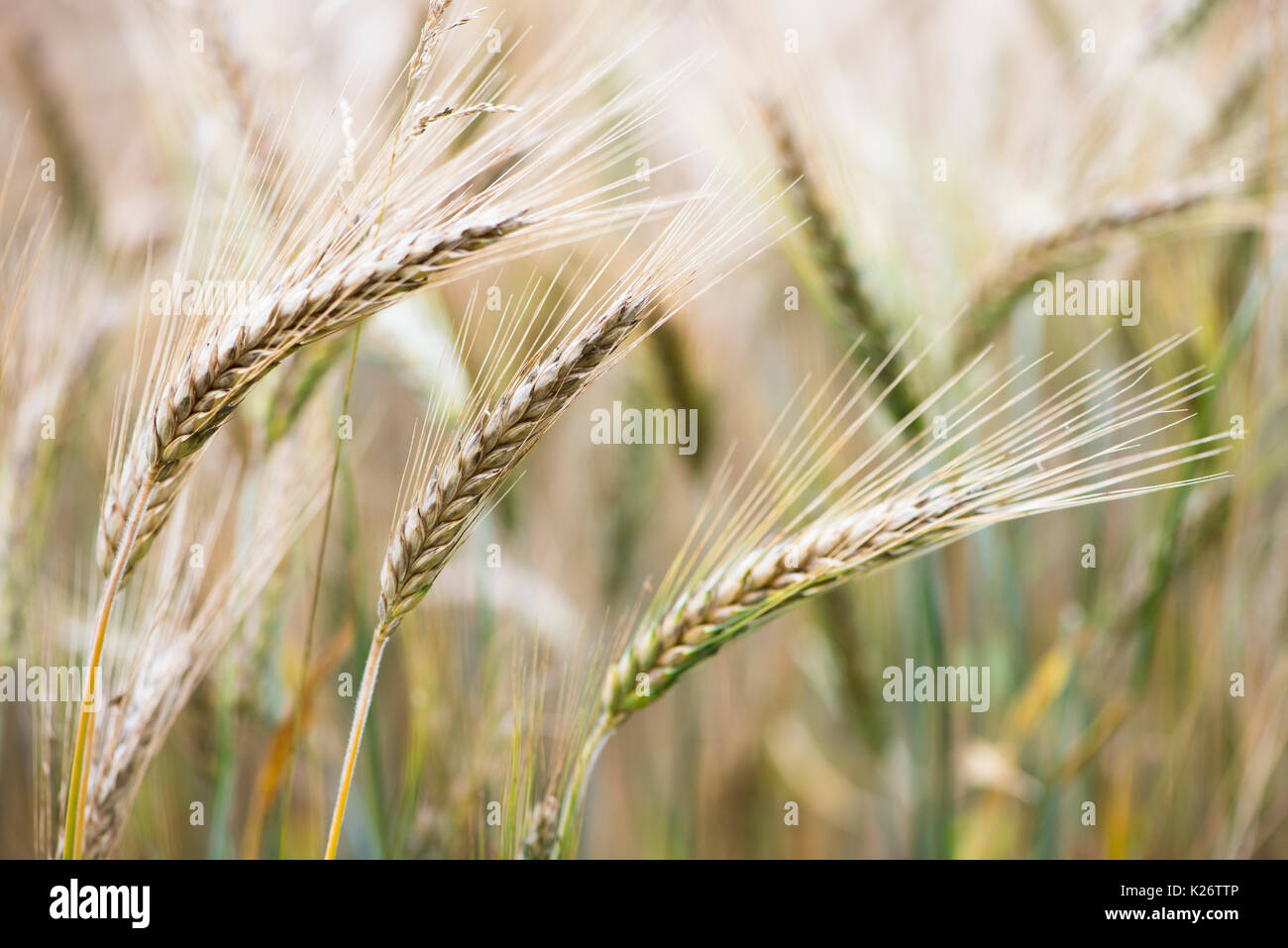 Triticale hi-res stock photography and images - Alamy