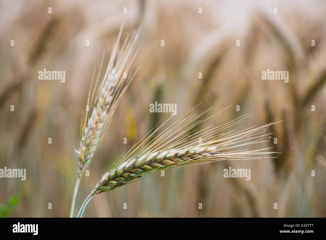 Of triticale hi-res stock photography and images - Alamy