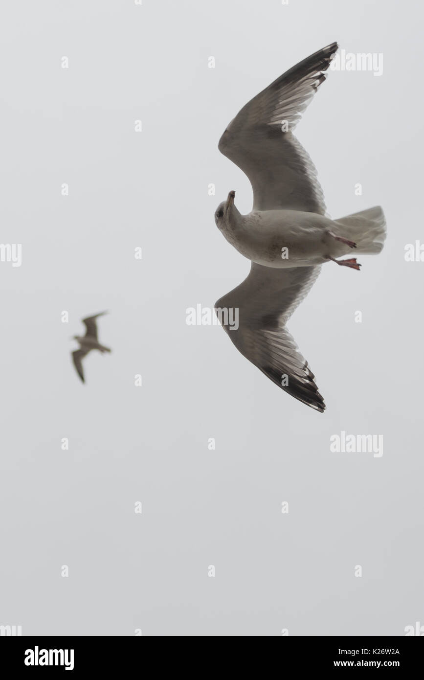 Wings white below hi-res stock photography and images - Alamy