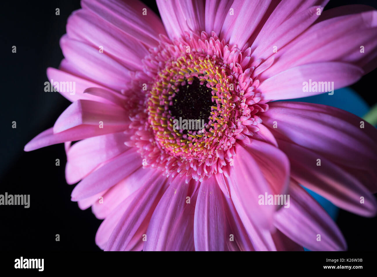 Gerbera detail hi-res stock photography and images - Alamy