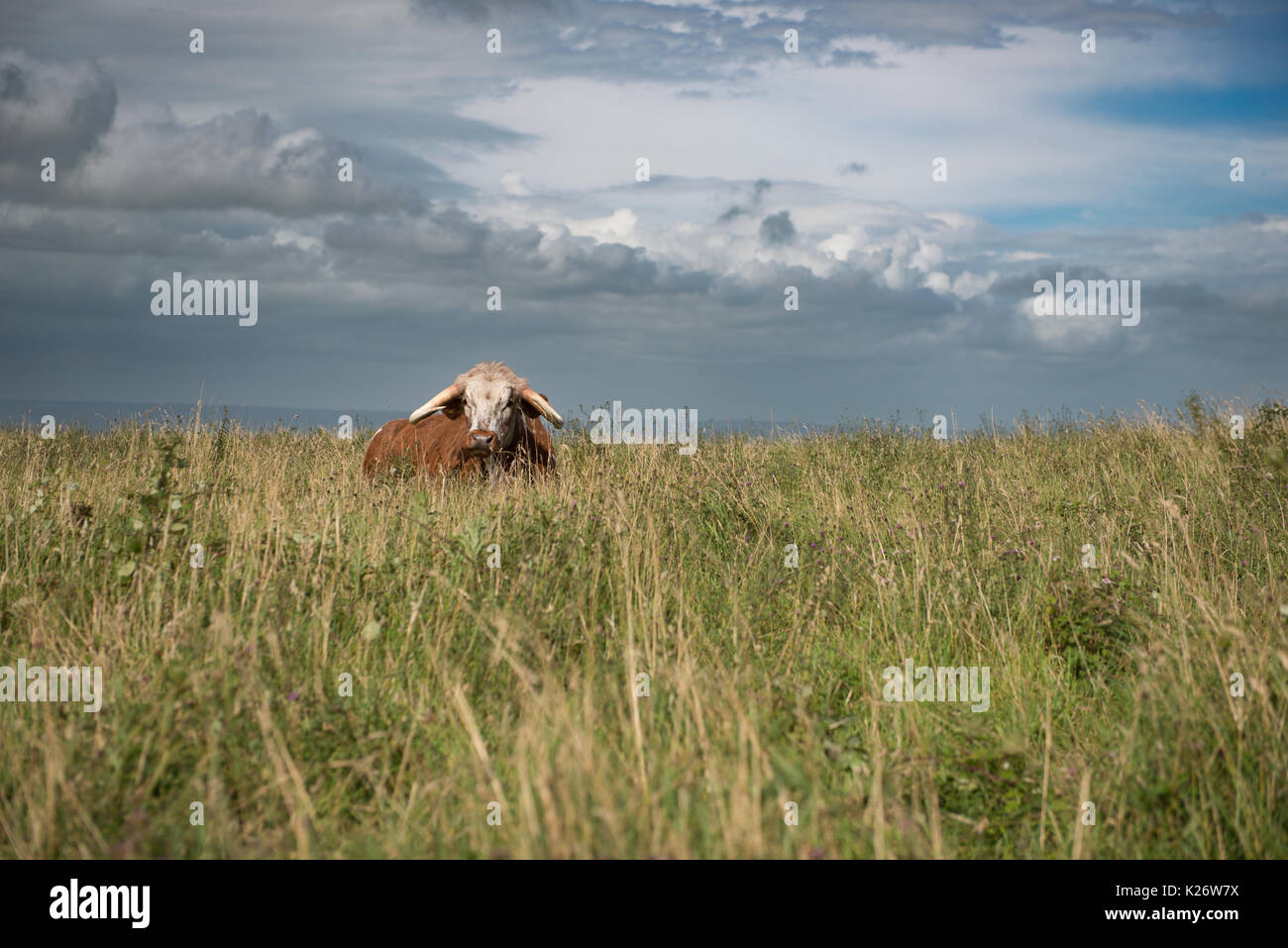 Longhorn Bull Staring me Down Stock Photo - Alamy