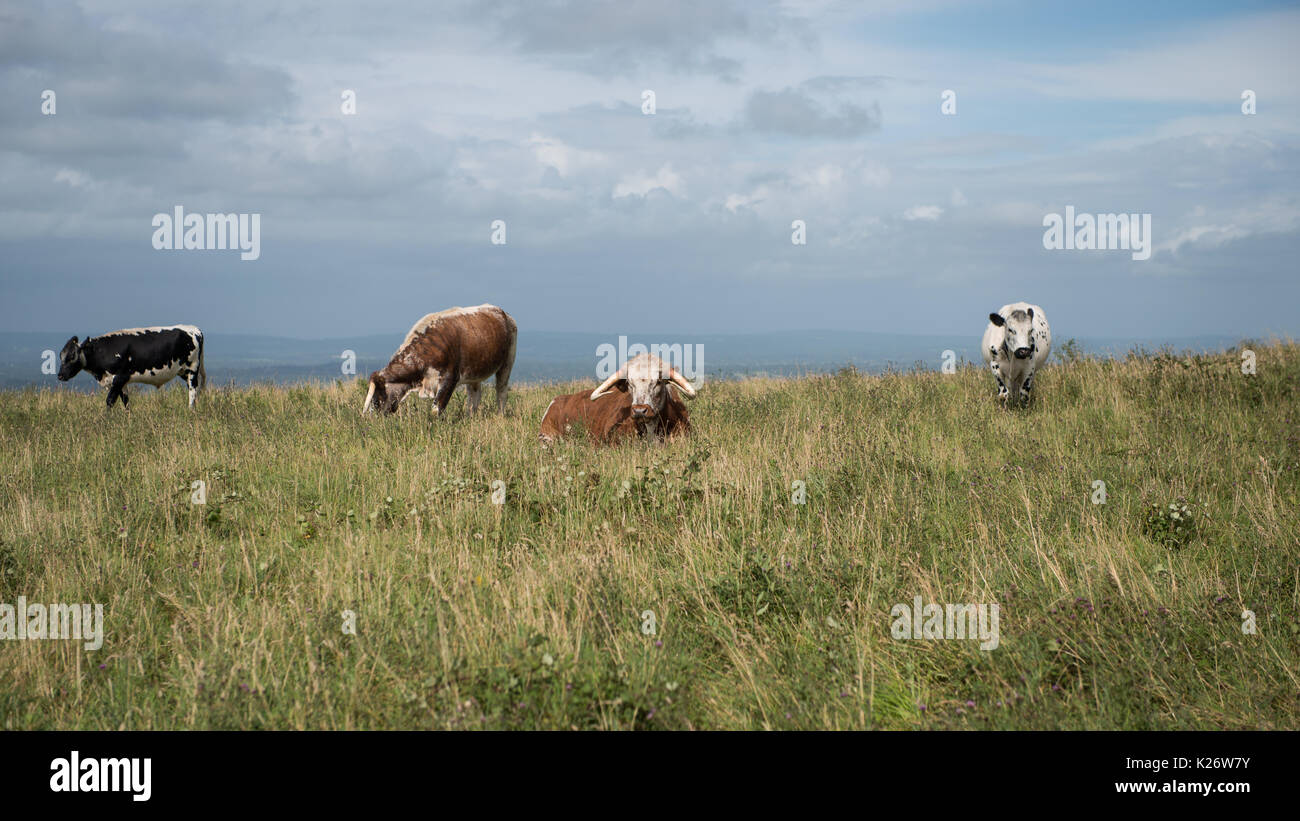 Sussex Longhorn Cattle Grazing on the South Downs of Sussex, UK Stock ...