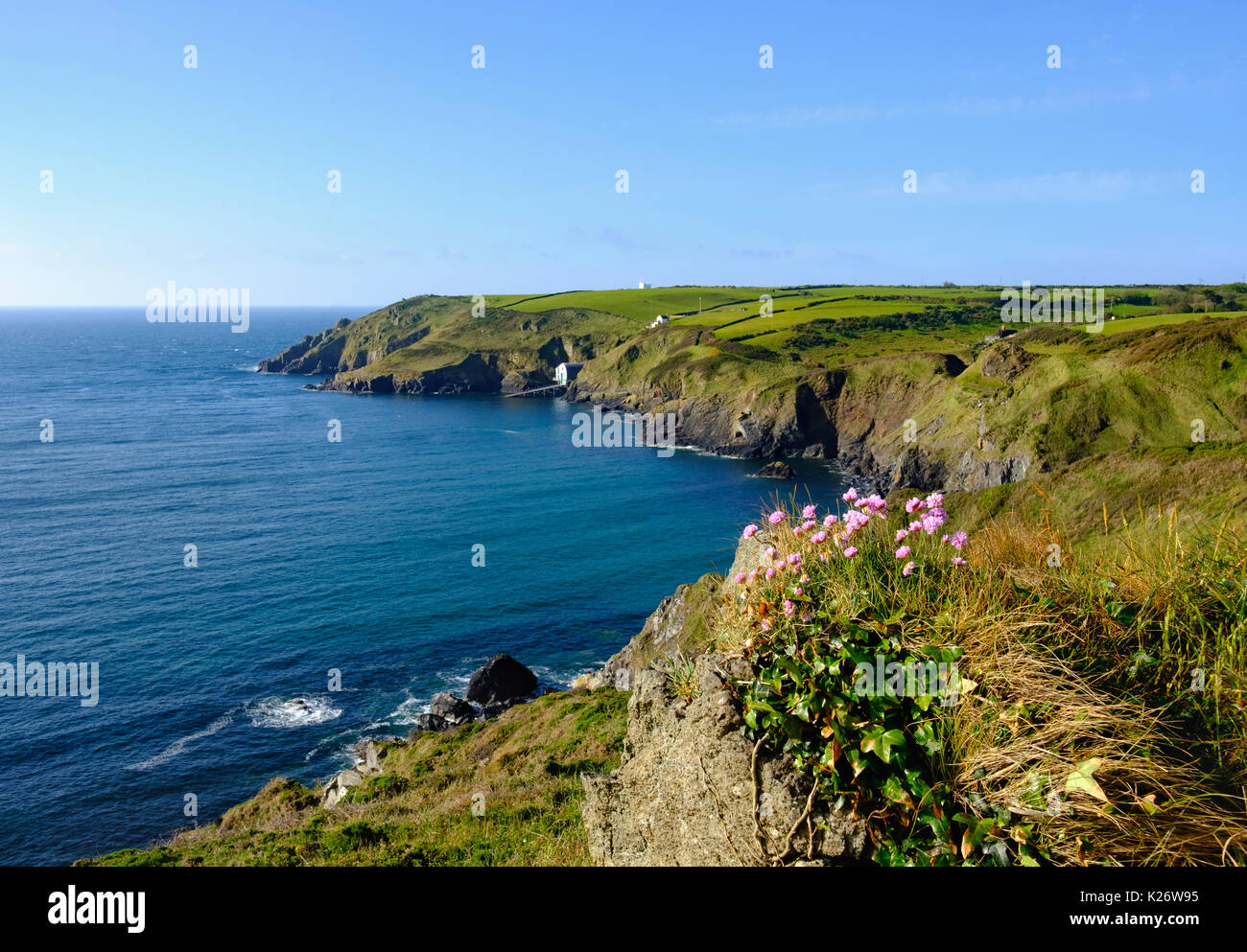 Sea thrift (Armeria maritima), Hot Point and Bass Point, Lizard ...