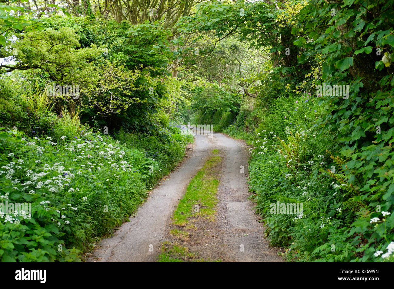 Small country road with hedges, near Falmouth, Cornwall, England ...