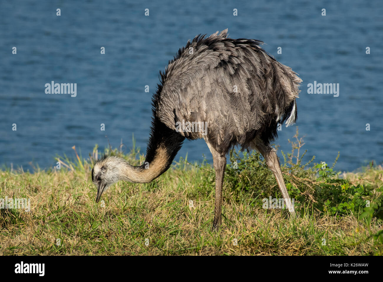 Ratite High Resolution Stock Photography and Images - Alamy