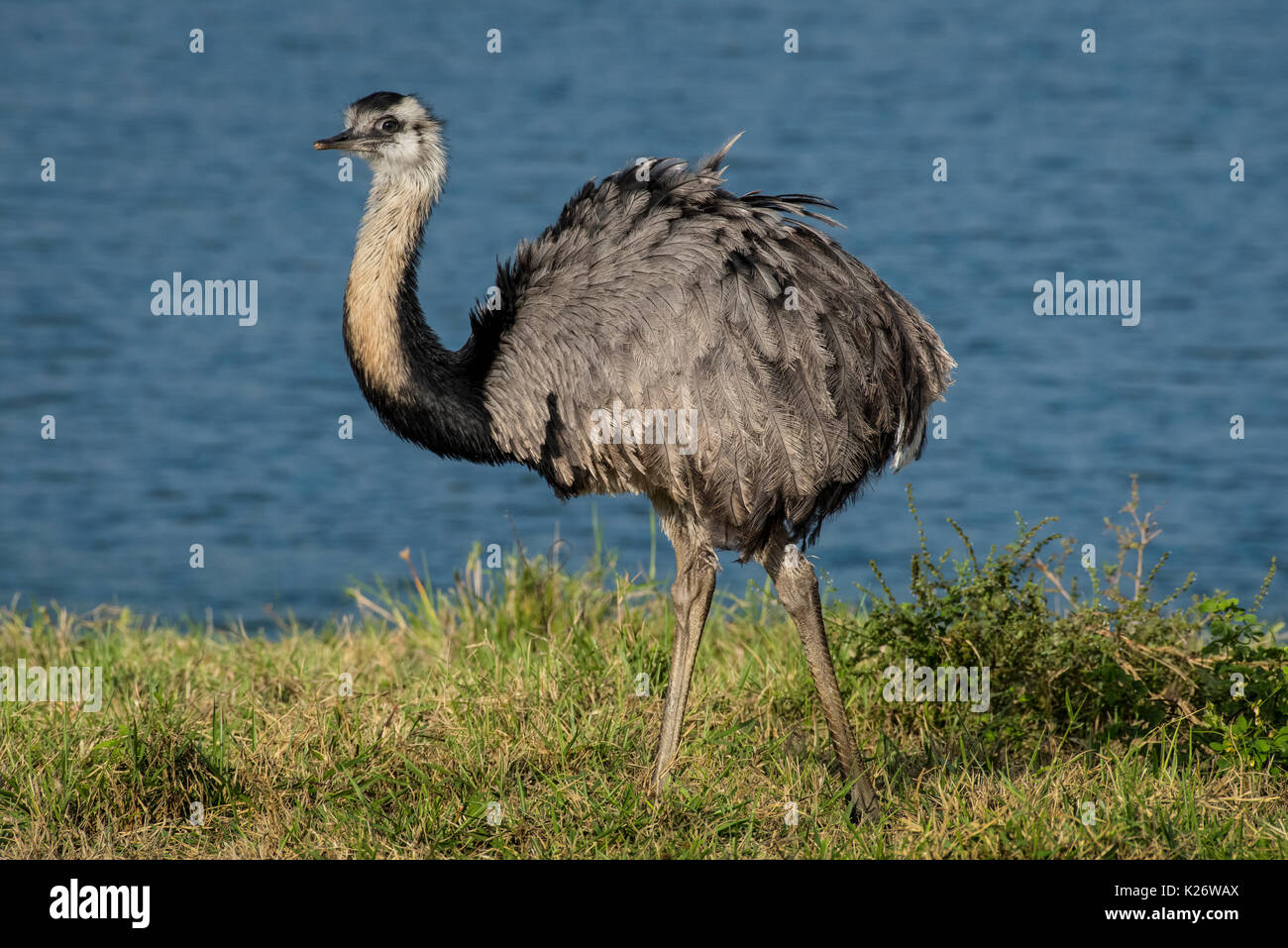 Greater rhea (Rhea americana), ratite, Pantanal, Mato Grosso do Sul ...
