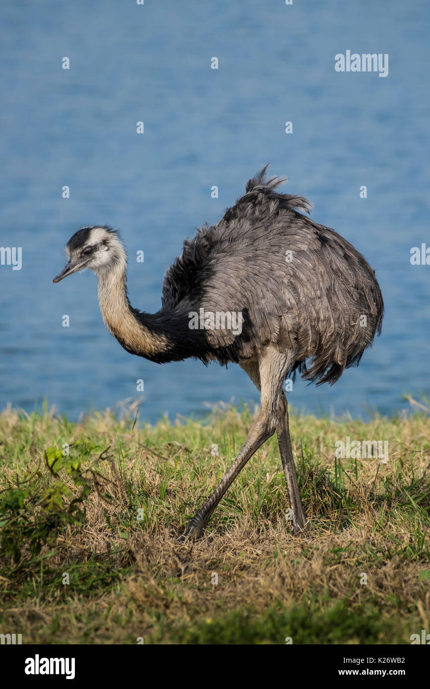 Ratite hi-res stock photography and images - Alamy