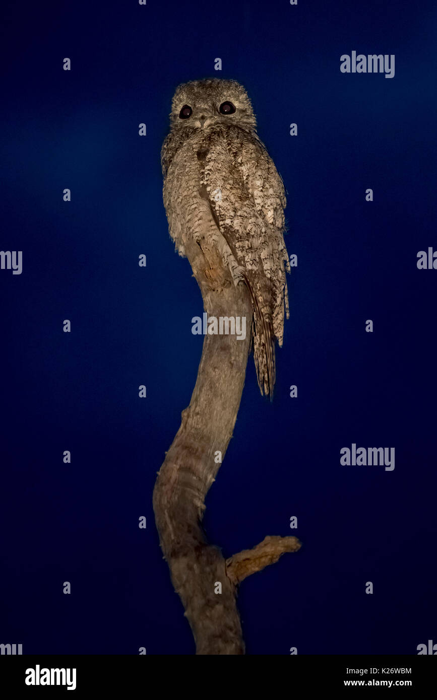 Great potoo (Nyctibius grandis) sitting on branch at night, camouflaged ...