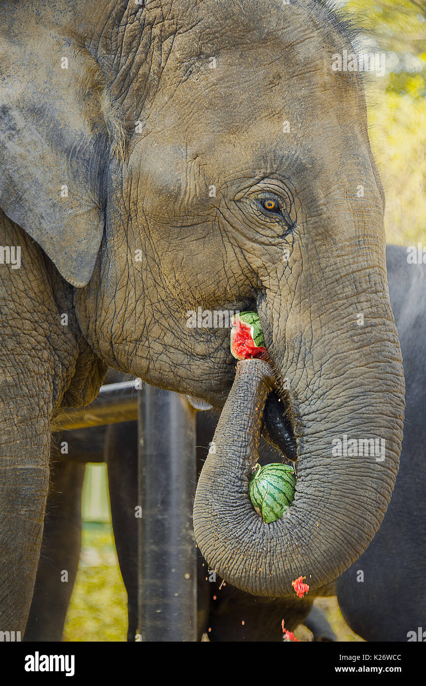 ELEPHANT MUNCHING WATERMELON. An elephant grabs a watermelon with his ...