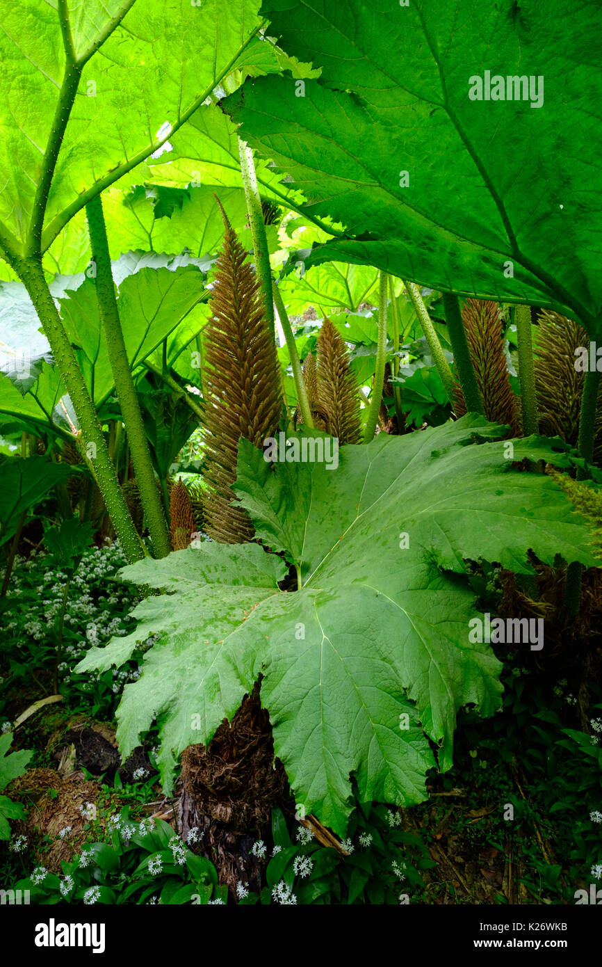 Leaves and flowers of Giant Rhubarb (Gunnera manicata), Trebah Garden ...