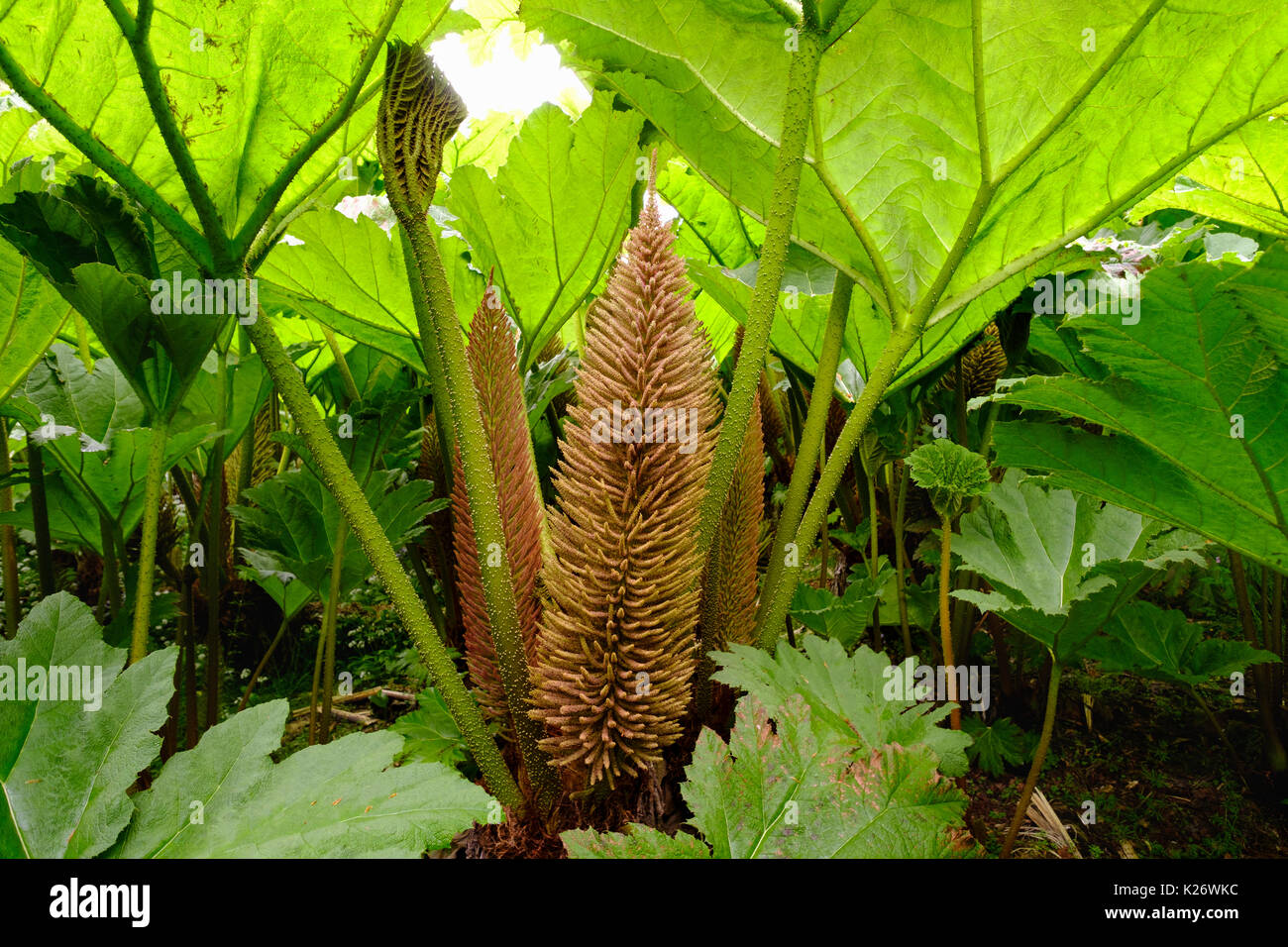 Leaves and flowers of Giant Rhubarb (Gunnera manicata), Trebah Garden ...