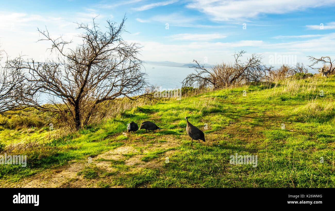 Guinea fowl feeding on a grassy field on Signal Hill at Cape Town ...
