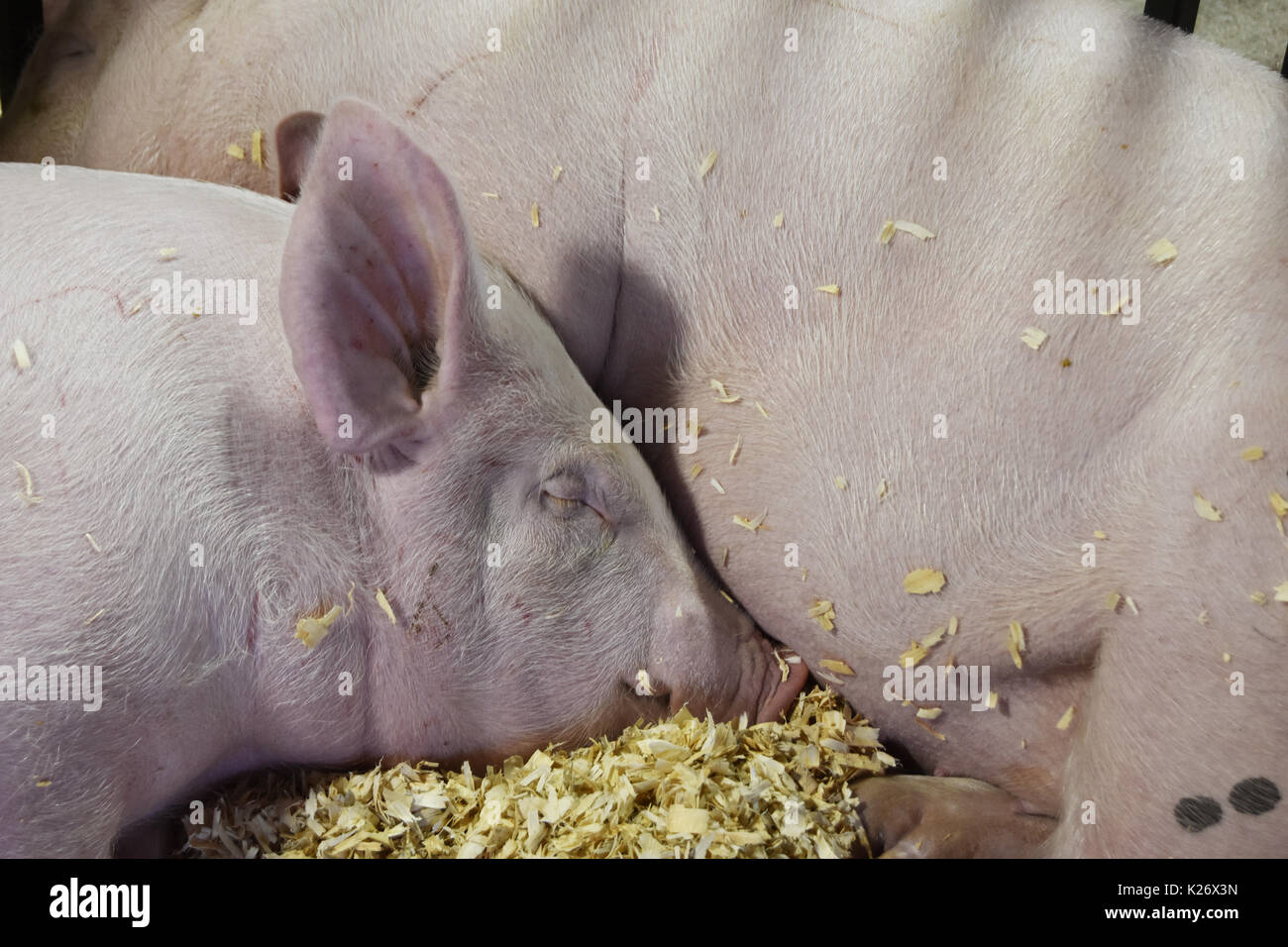 Pink pigs hi-res stock photography and images - Alamy