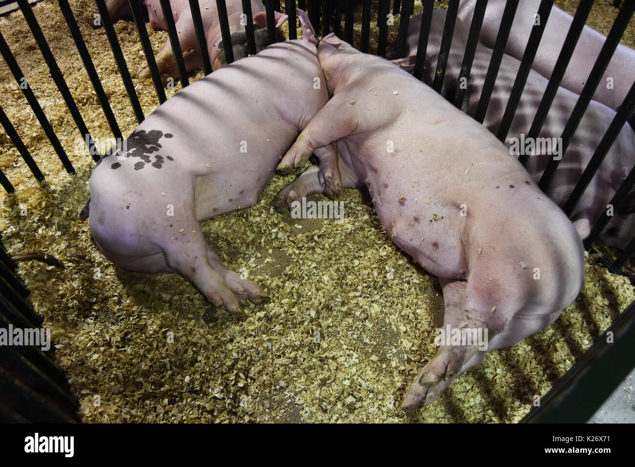 Pigs lie face to face in pen Stock Photo - Alamy