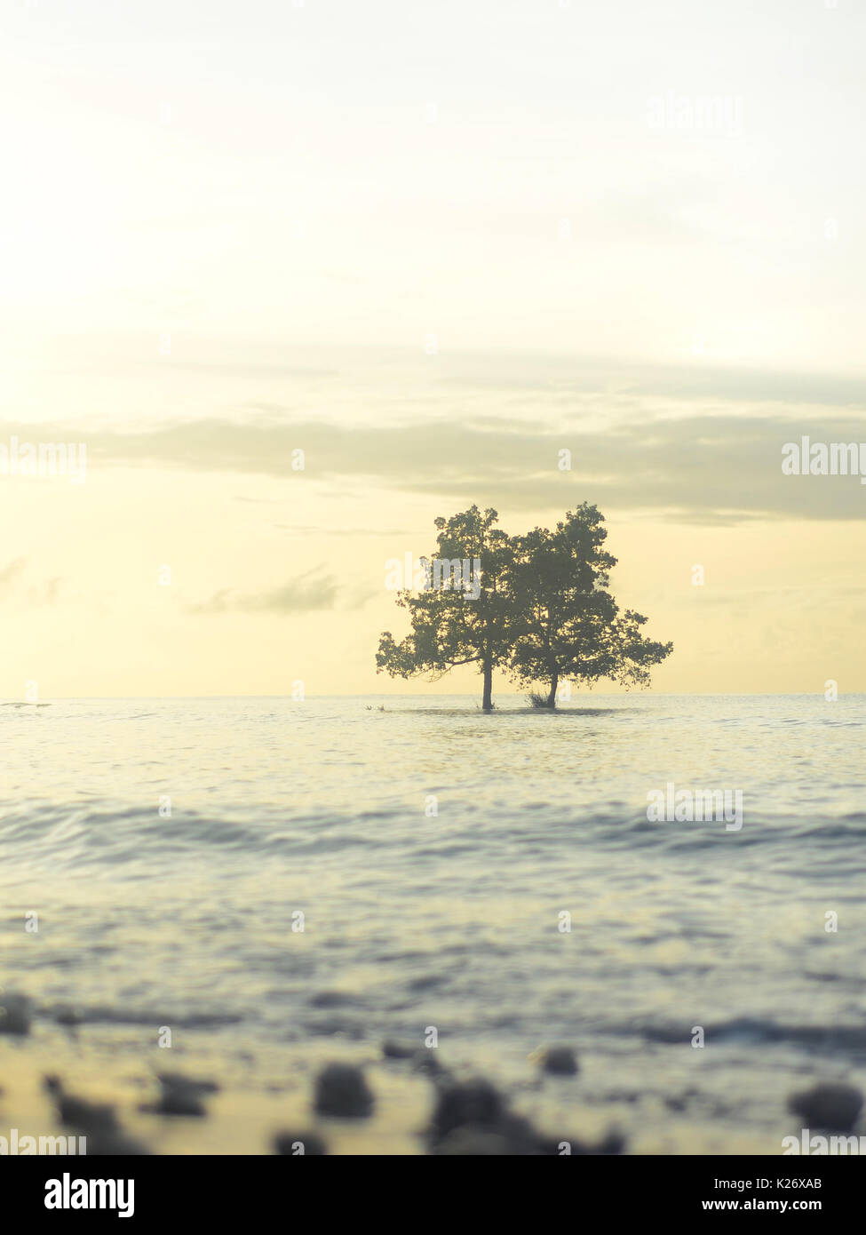 Tree of Hope Stock Photo - Alamy