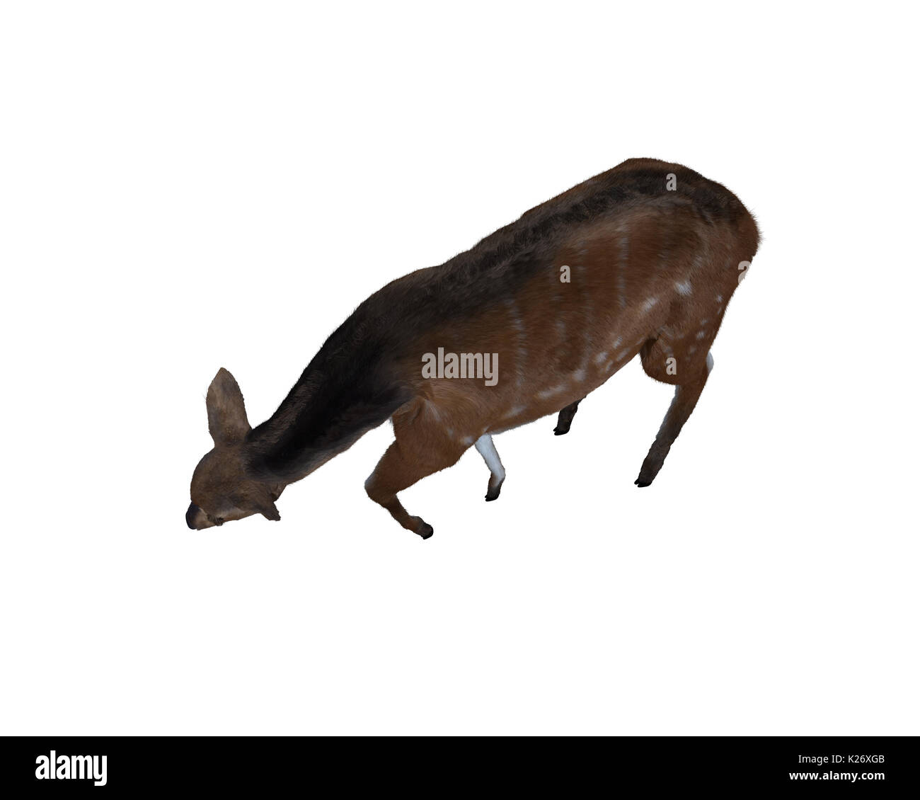 3d illustration of a deer Stock Photo - Alamy