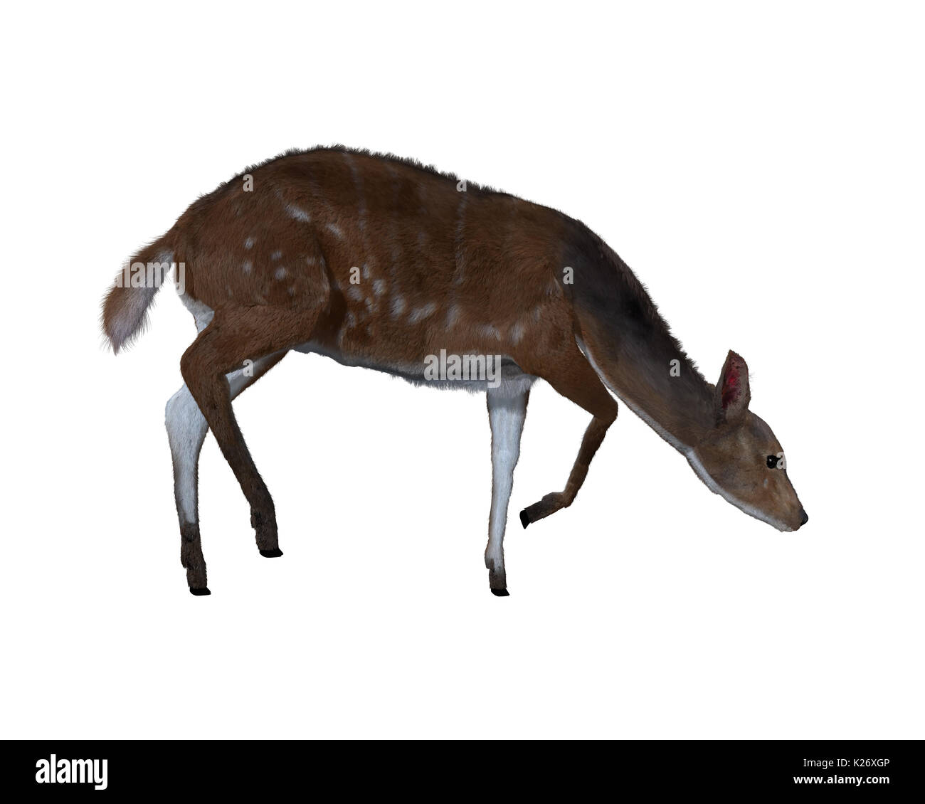 Taruca deer hi-res stock photography and images - Alamy