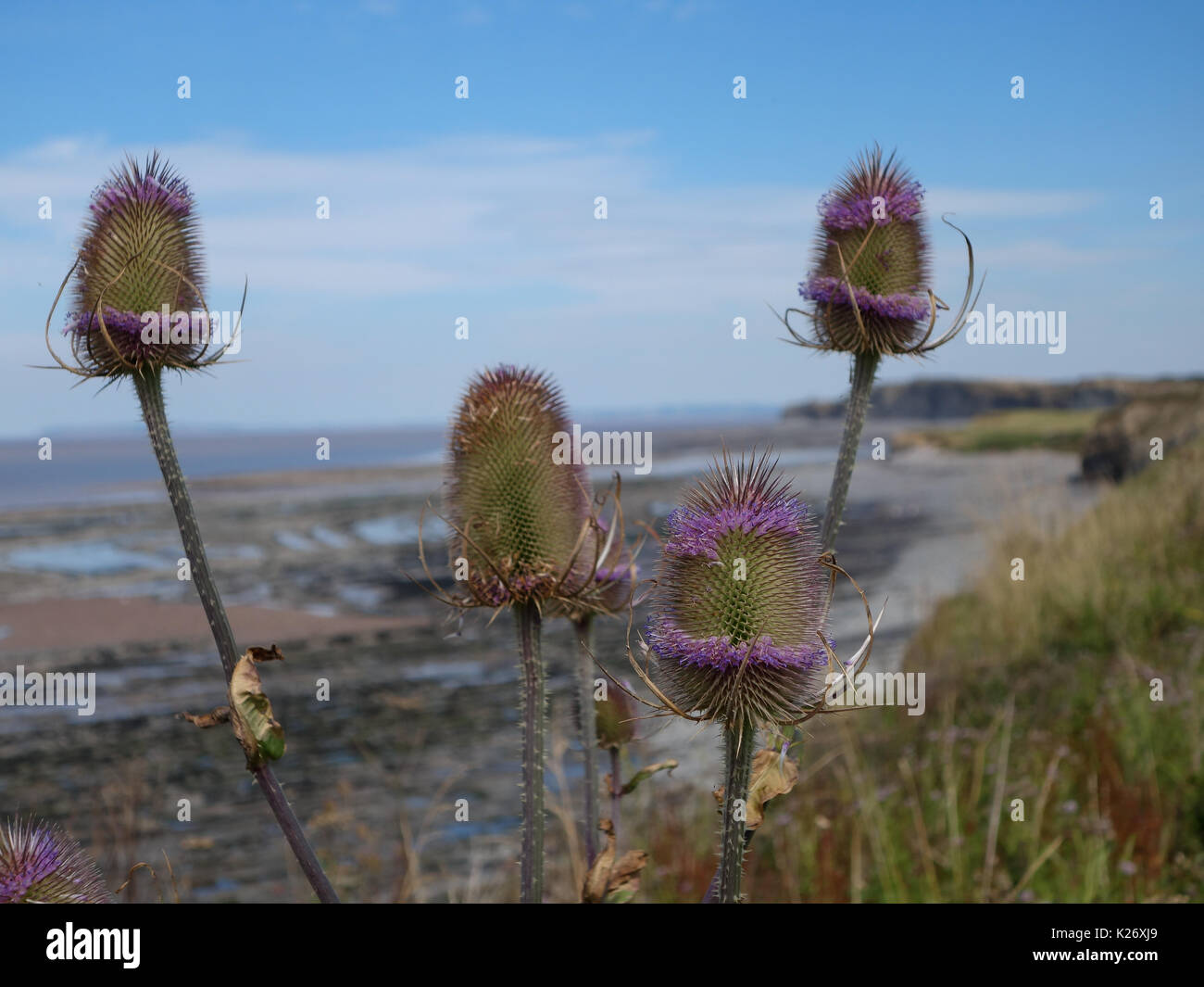 Kilve Fossils High Resolution Stock Photography and Images - Alamy